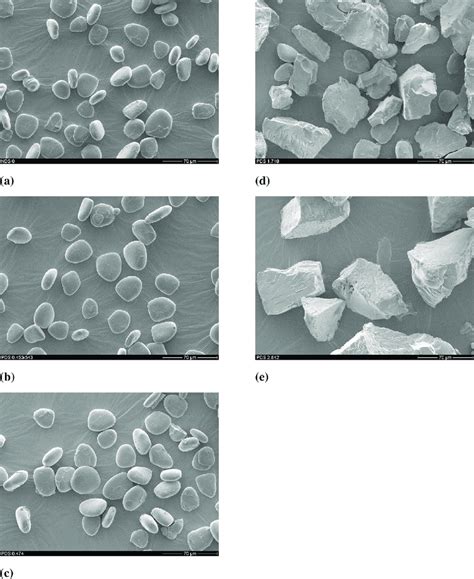 Scanning Electron Micrographs 2000x Of Native Das A Ndas And Pdas Download Scientific