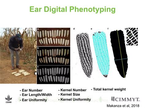 High Throughput Field Based Phenotyping In Maize Ppt