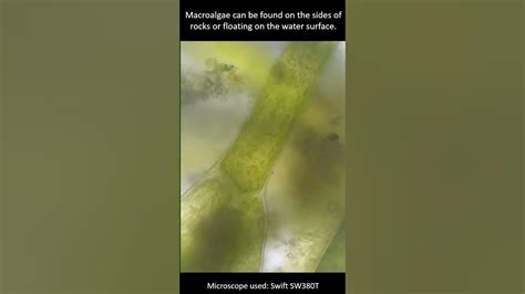 Macroalgae Vs Microalgae Whats The Difference Macroalgae Under The