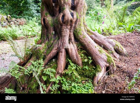 Unusual Tree Roots Hi Res Stock Photography And Images Alamy
