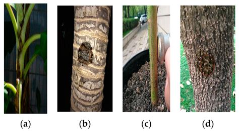 Agriculture Free Full Text Feature Extraction On The Difference Of