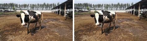 Figure 1 From Cow Individual Identification Based On Convolutional Neural Network Semantic Scholar