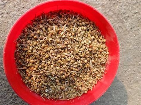 Grade Badami Natural Coriander Bullet Seed Form Seeds 25 Kg At Rs