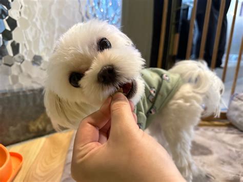 말티즈 소금이 강아지 책임분양 ♥ 아이조아 유기방지입양 파양 강아지보호소 고양이보호소 무료분양센터