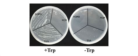 Complementation Of Li Trpa Mutant With The Bctsa Cdna 9129