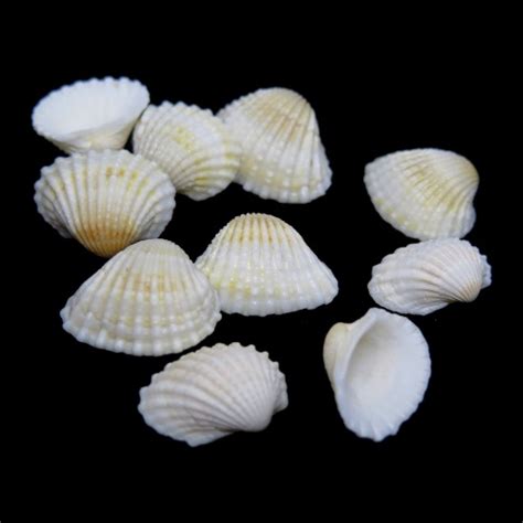 Cockle Off White Seashell 60 Pcs Natural Seashells Heart Cockles