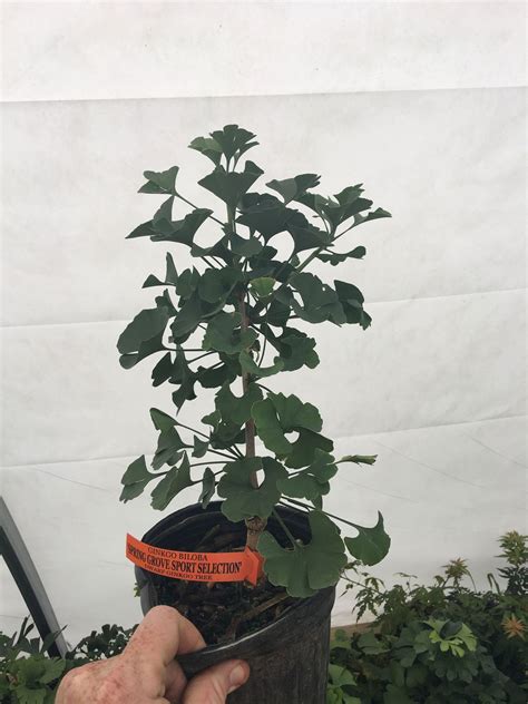 Buy Ginkgo Biloba Spring Grove Sport Dwarf Ginkgo Tree — Mr Maple │ Buy Japanese Maple Trees