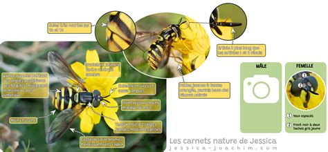 Chrysotoxum Intermedium Les Carnets Nature De Jessica Photographie
