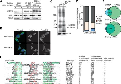Lin28a And Lin28b Are Cytoplasmic Mrna Binding Proteins A Western
