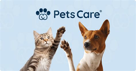 How Gabapentin Makes Cats Feel What Owners Should Know