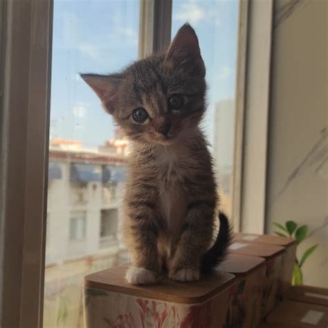 Nimcat Youtube