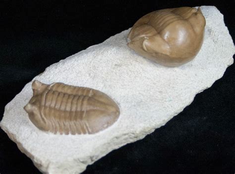 Beautiful Asaphus And Illaenus Trilobite Plate 11989 For Sale