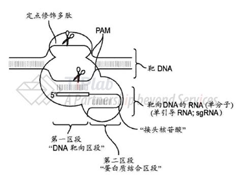 Tiplab 专利保护基因编辑发明的挑战和策略之二