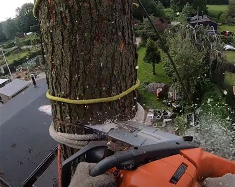 Tree Removal Safety Guidelines And Equipment Needed UK Trim Tree Surgeon Ashford
