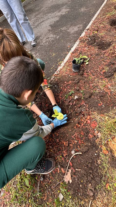 Засаждане на цветя в двора на ЦСОП „Лозенец“ заедно се грижим за