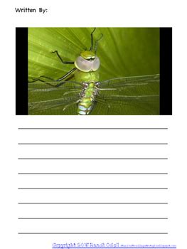 Bugs Picture Stories By Stand Out Teaching Strategies TpT