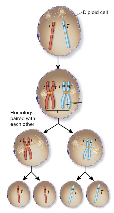 Chapter General Biology Diagram Quizlet