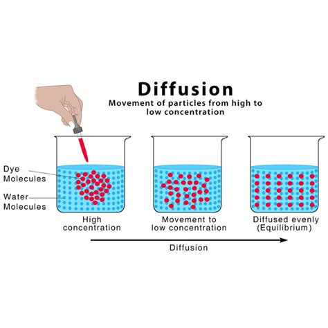 Osmosis And Diffusion