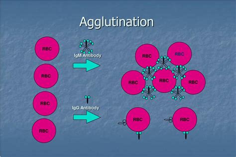 Ppt Lecture 14 Antibody Antigen Reactions Powerpoint Presentation