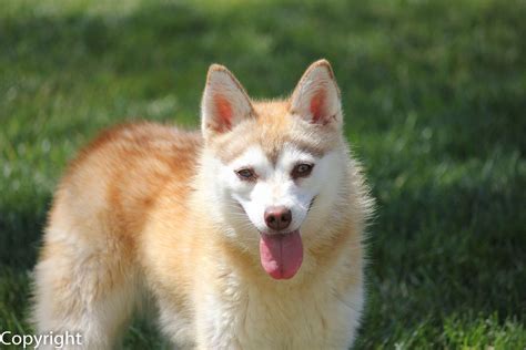 Alaskan Klee Kai Colors