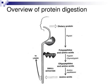 Protein And Digestion At Michael Birdwood Blog