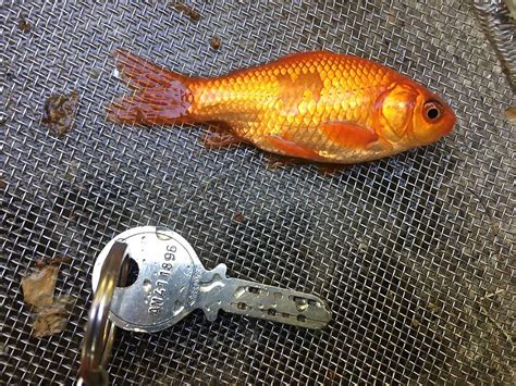 Junge Goldfische 2 5 Cm Im Kanton Aargau Tutti Ch