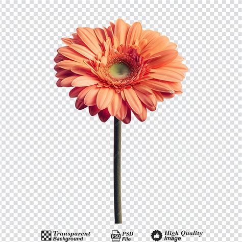 투명한 배경에 고립된 게르베라 데이지 꽃 Png 프리미엄 Psd 파일