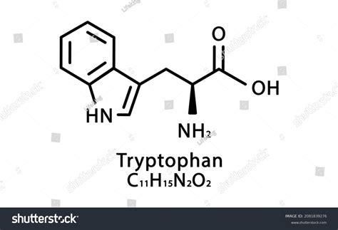 Tryptophan Molecular Structure Tryptophan Skeletal Chemical Stock