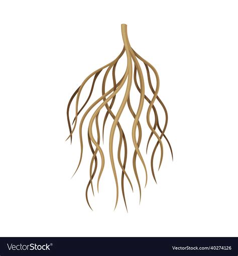 Underground Stem Difference Between Rhizome And Tuber