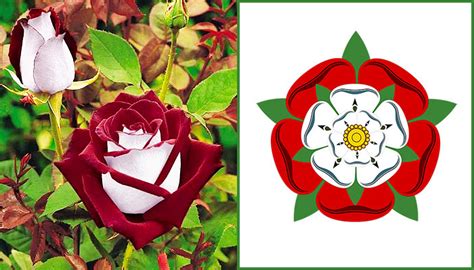 News Tudor Rose Symbolic Needlework Inspirations Studios