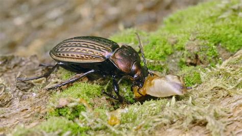 Insect Eating Slug Bug By Lukas Pich Stock Footage Artlist
