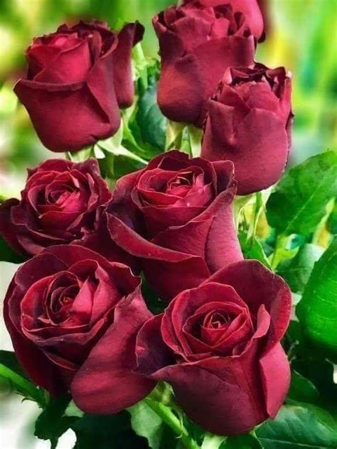 Maroon Roses | Beautiful rose flowers, Beautiful flowers, Rose flower