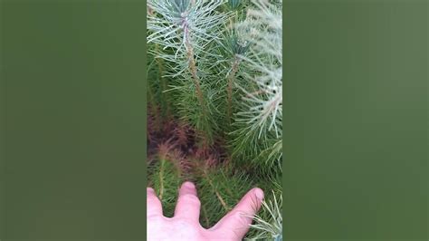 ფიჭვის ნერგები Youtube