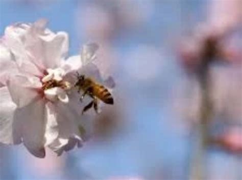 Varroa Mite Incursion Update