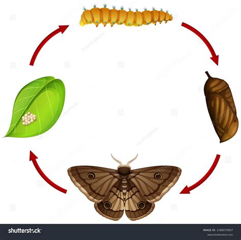 Moth Life Cycle Concept Illustration Stock Vector Royalty Free