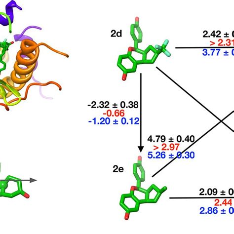 Relative binding free energy calculations for the ERα complexes A Download Scientific Diagram