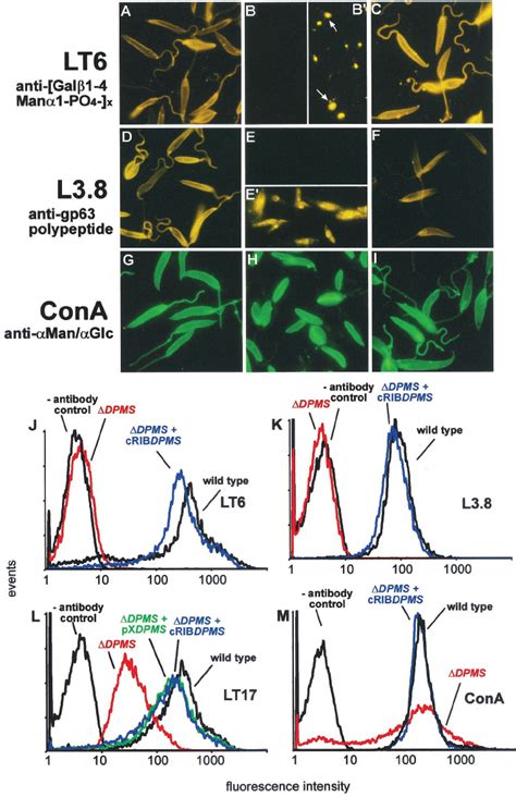Immuno Lectin Fl Uorescence Microscopy And Facs Analysis Of Download Scientific Diagram