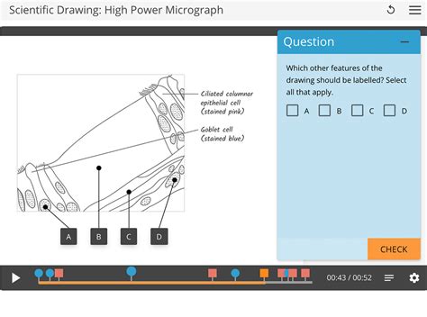 Learnsci Labsim Scientific Drawing High Power Micrograph
