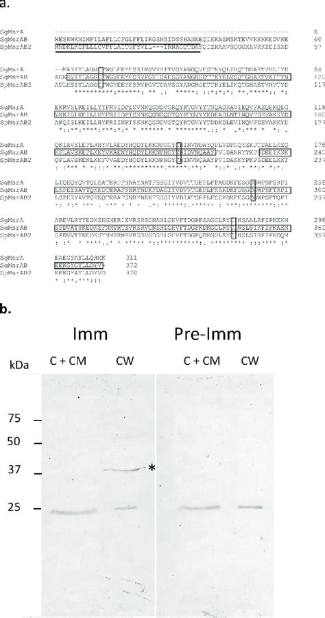 Sequence Alignment Of Msrab Msra And Msrab2 And Cellular Localization Download Scientific