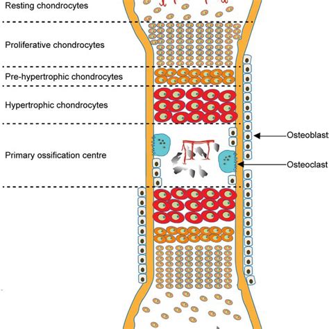 Schematic Of Hypothesis A Normal Cartilage Extracellular Matrix