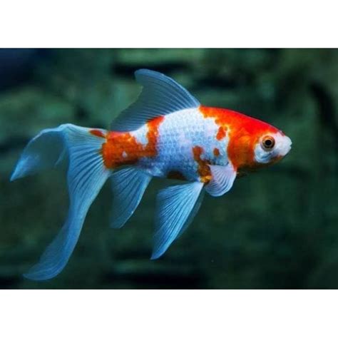 Jual Koi Kumpay Slayer Size 5 7 Cm Shopee Indonesia