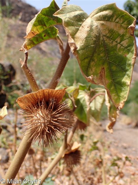 How To Grow Datura Innoxia