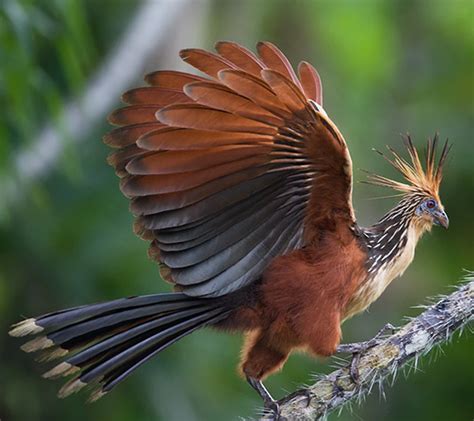 Hoatzin