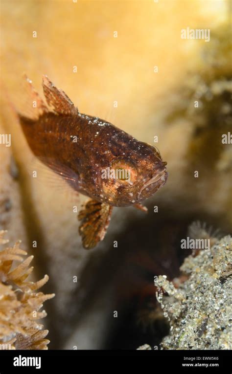 Weedy Cardinalfish Foa Fo Anilao Batangas Philippines Pacific