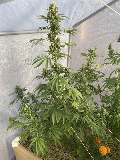 Super Silver Sour Diesel Haze By Connoisseur Genetics Grown Under The
