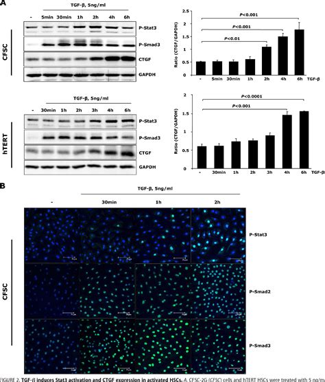Tgf Beta Type I Receptor Semantic Scholar