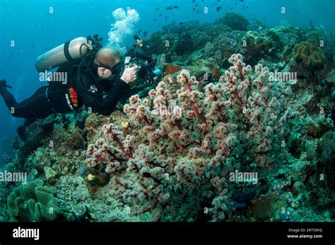 Diver Taking Photograph Underwater By Cherry Blossom Coral Siphonogorgia Godeffroyi Pulau