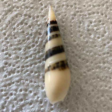 Shells Found On Maui R Shells