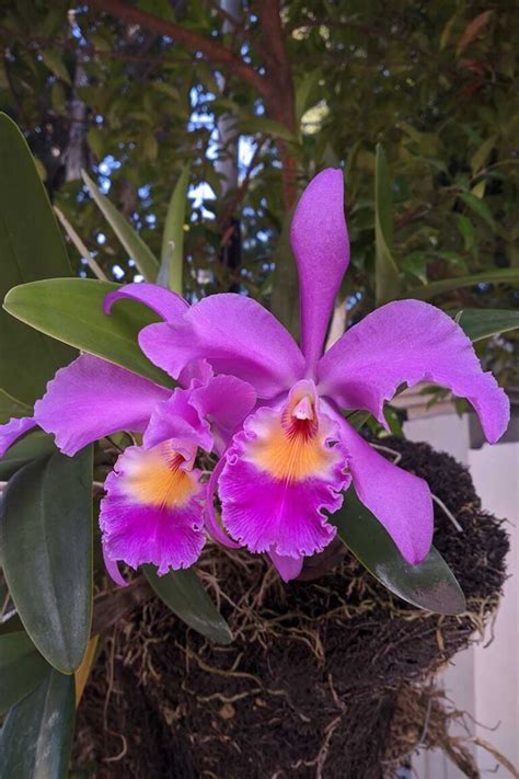 How To Grow And Care For Cattleya Orchids Gardeners Path