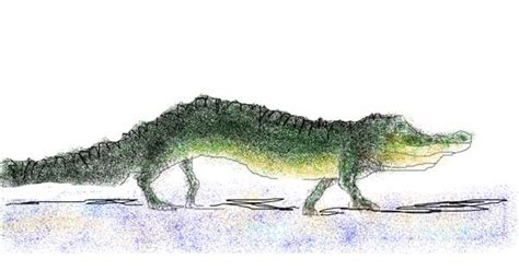 Drawing Of Alligator By Karlin Drawize Gallery